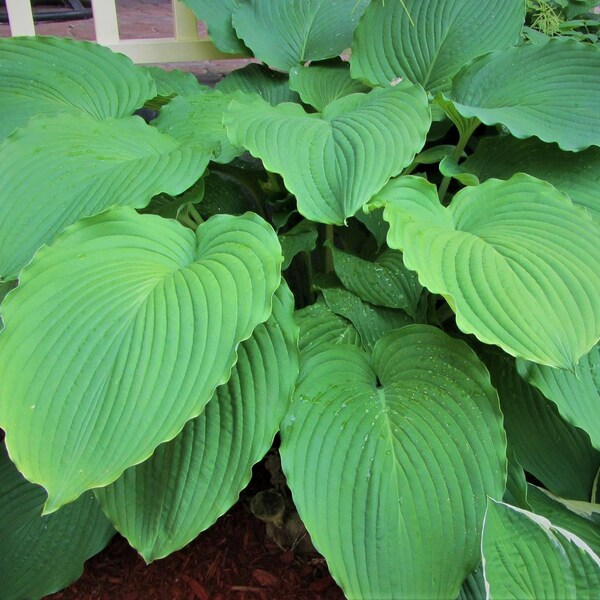 Hosta - Etsy