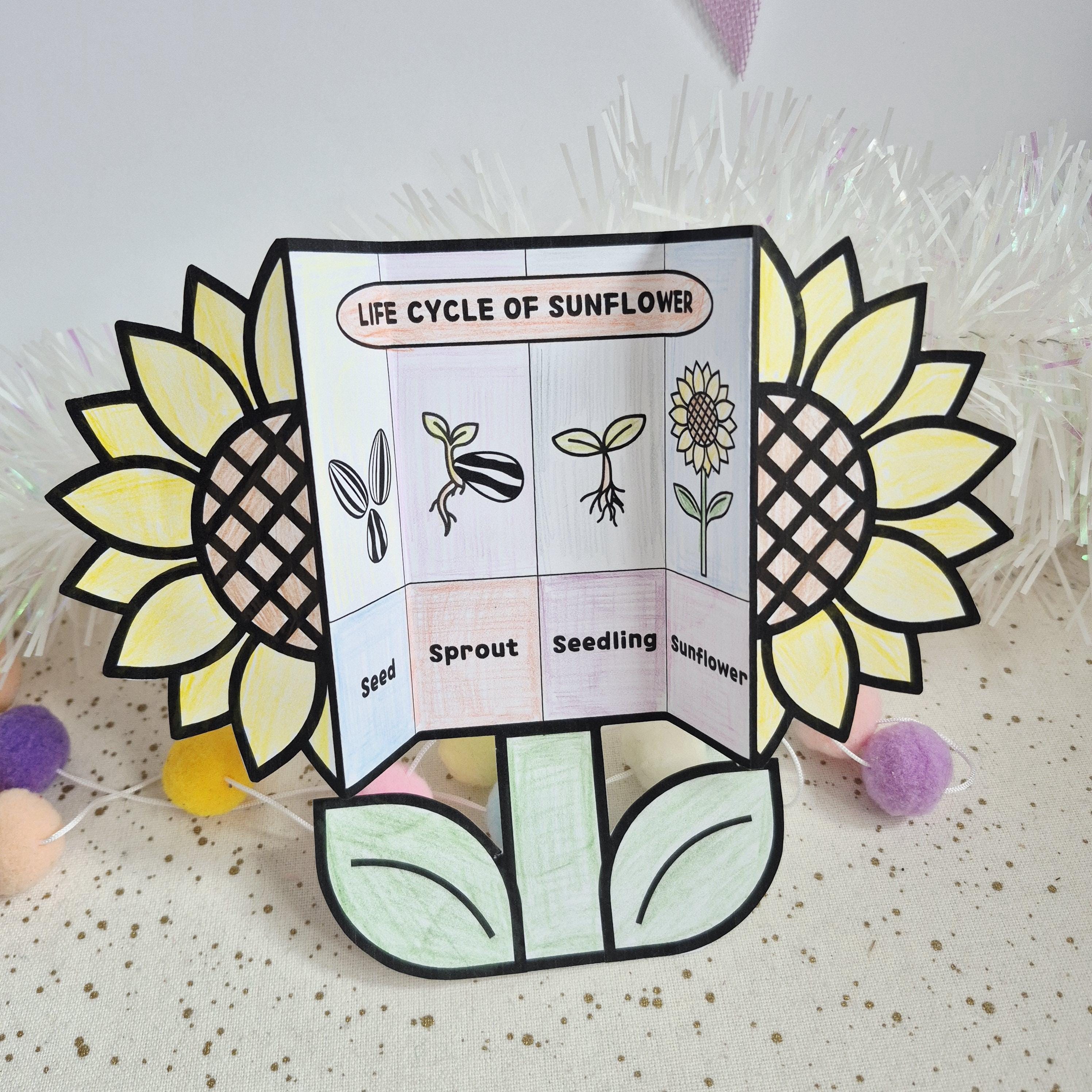 Sunflower Life Cycle Craft | Foldable Plant Life Cycle Activity for ...