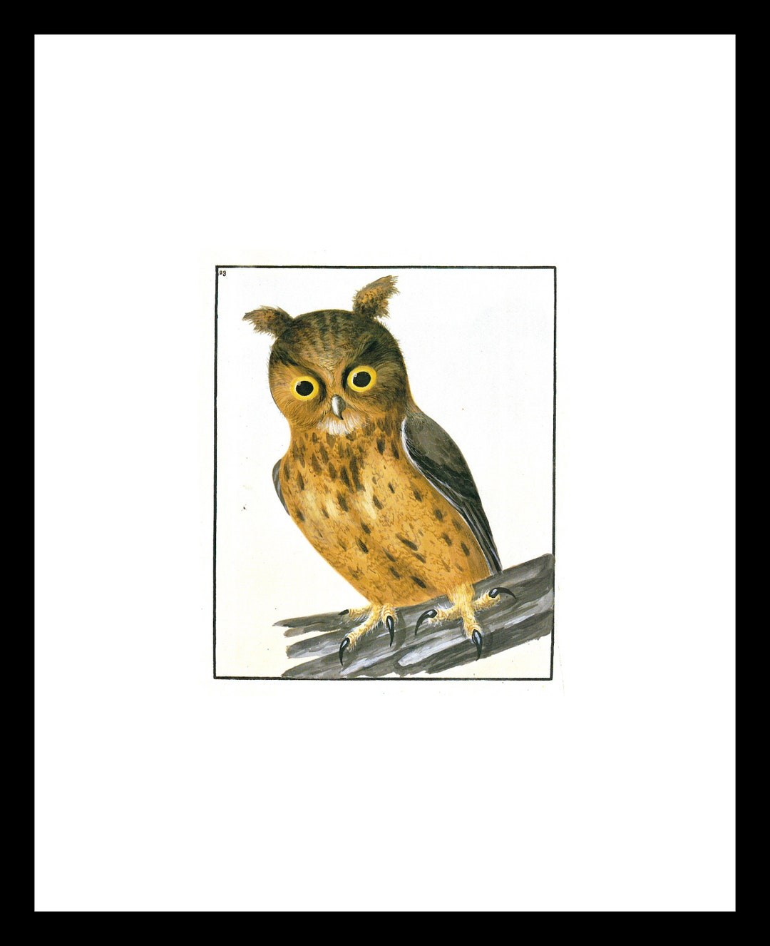 Lewin Owl Original Tear Sheet Window Mounted Ready for Framing 10 X 8 ...