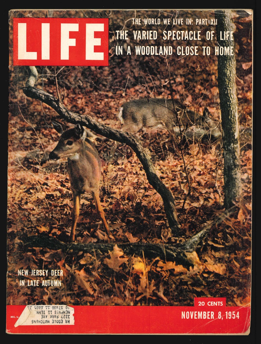 Life Magazine Nov Dec 1954 Original Vintage Magazine 70th - Etsy