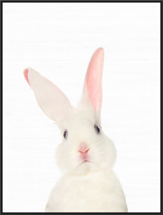 White Rabbit Movie Poster