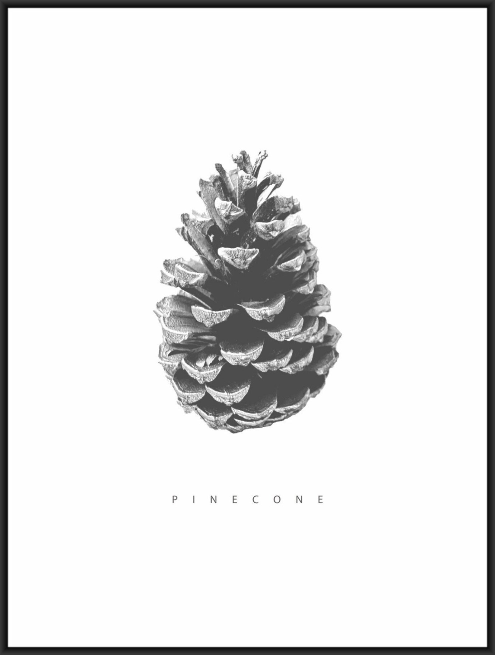 Pine Cone Poster, High Quality Print, Home Decor, Wall Art ...