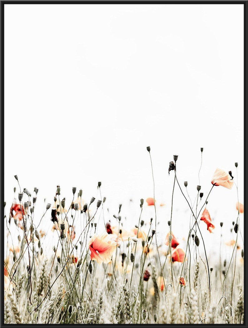Orange Poppy Print, Poppies Poster, Flower Photography, Botanical Print ...