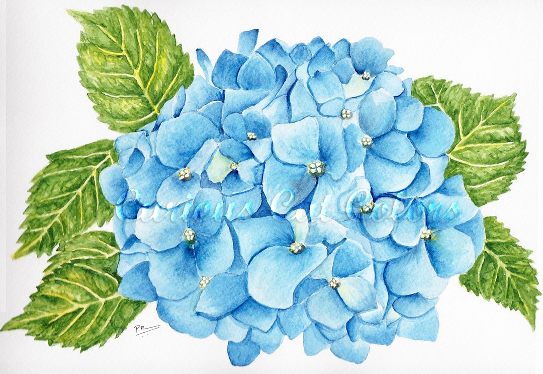 Blue Hydrangea Watercolor Print - Etsy