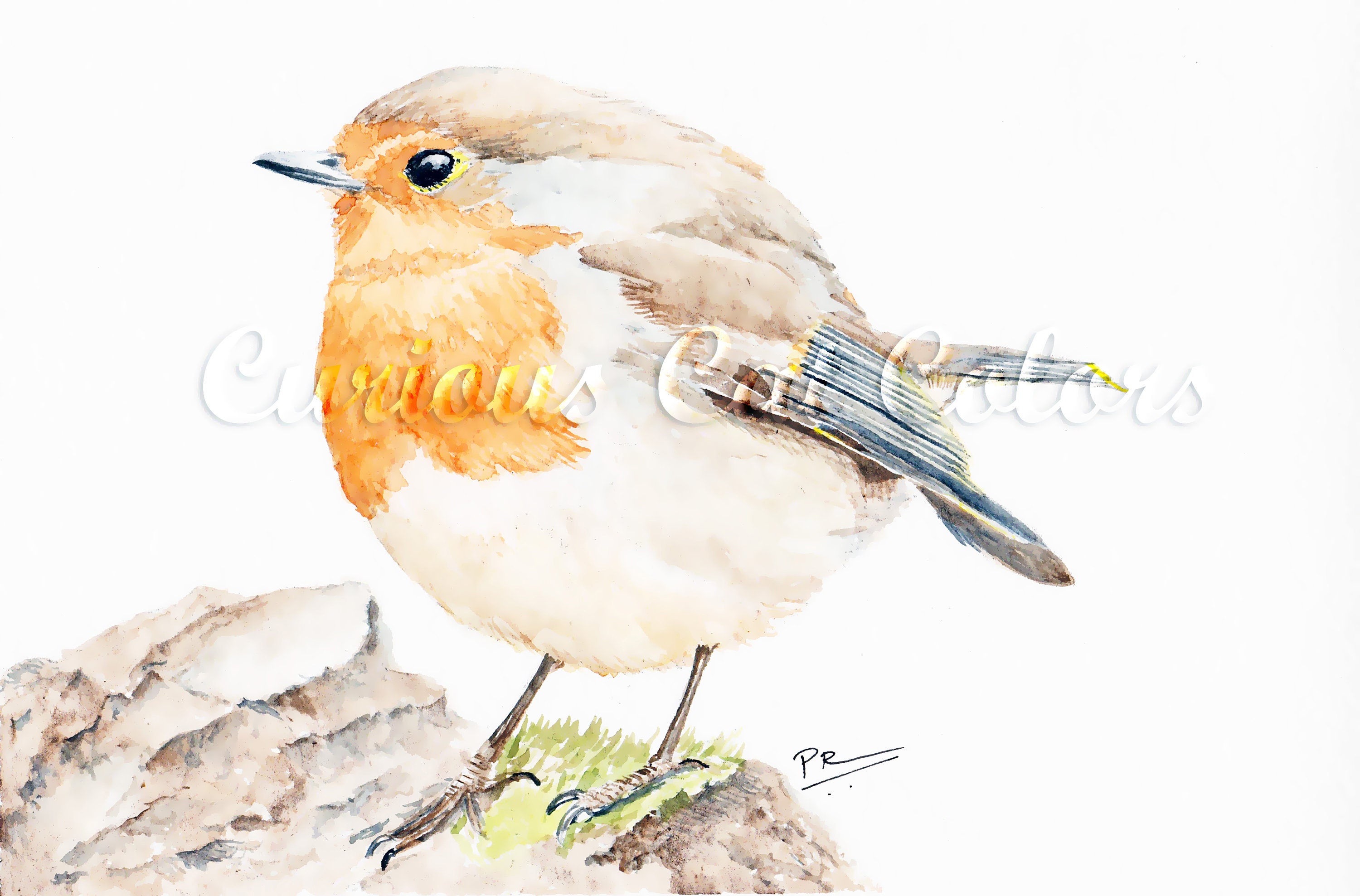 European Robin Watercolor Print - Etsy
