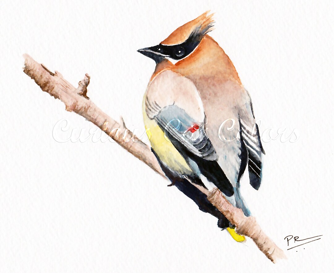 Cedar Waxwing Watercolor Print - Etsy