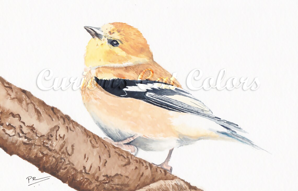 Finch Watercolor Print - Etsy