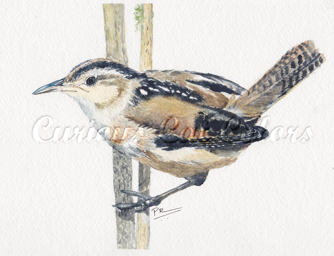 Wren on Reed Watercolor Print - Etsy