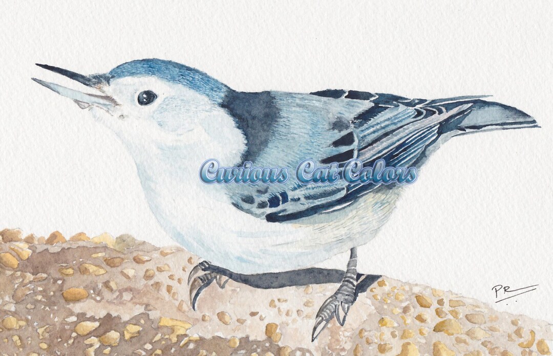 Nuthatch Watercolor Print - Etsy