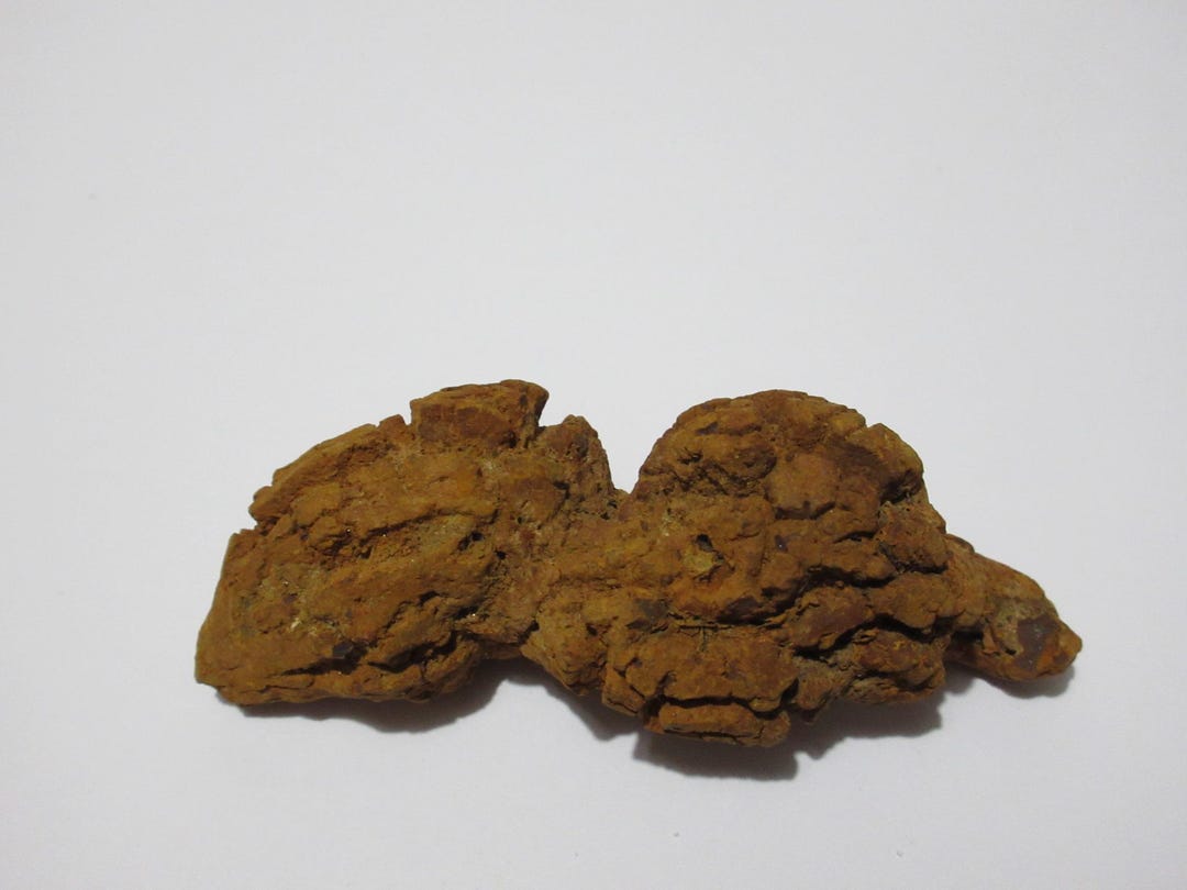 Coprolite (fossil Sea Turtle Poo) - 50 Million Years Old - Etsy