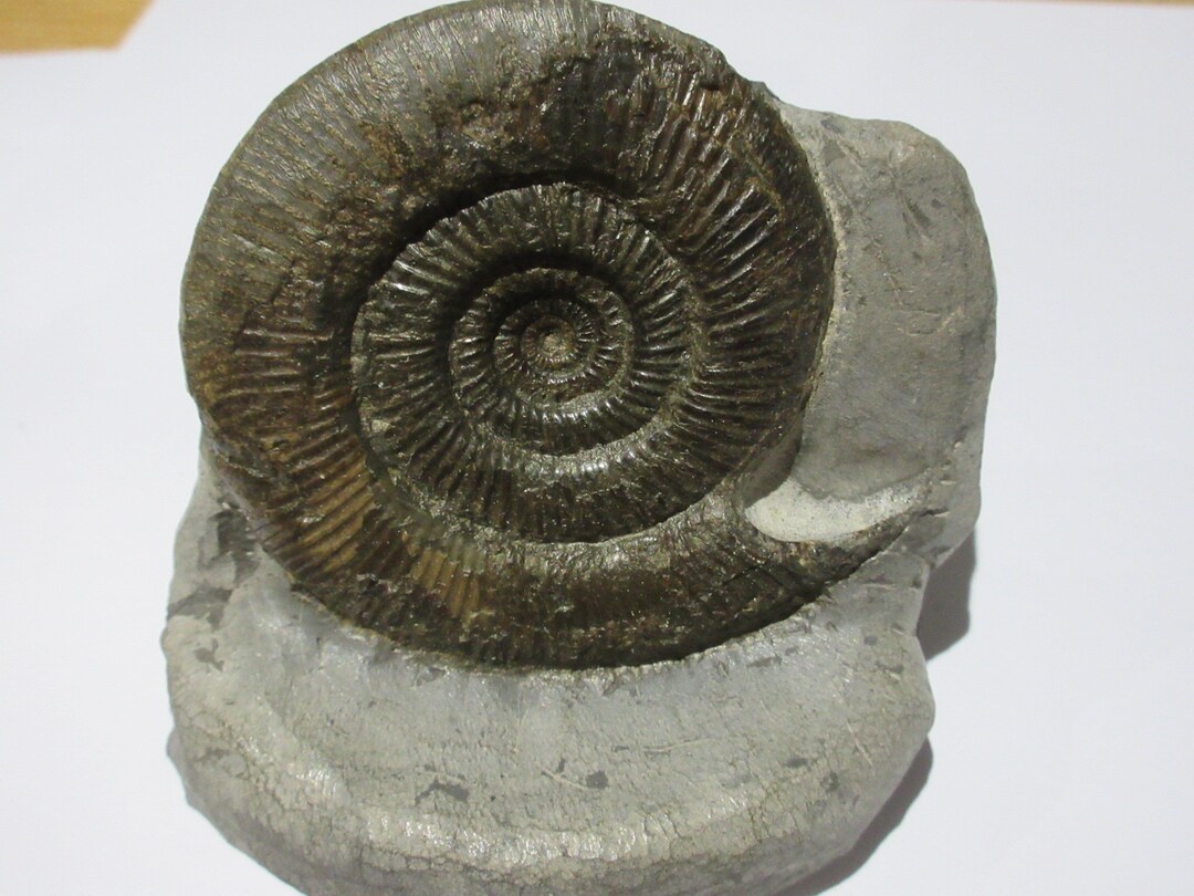 Dactylioceras Ammonite Whitby well Prepared - Etsy
