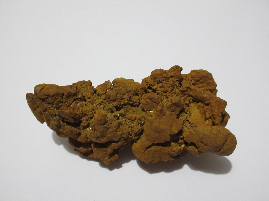 Coprolite fossil Sea Turtle Poo 50 Million Years Old - Etsy