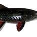 Realistic Brook Trout Replica - Etsy