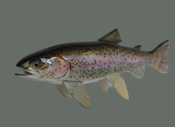 Realistic Rainbow Trout Replica - Etsy
