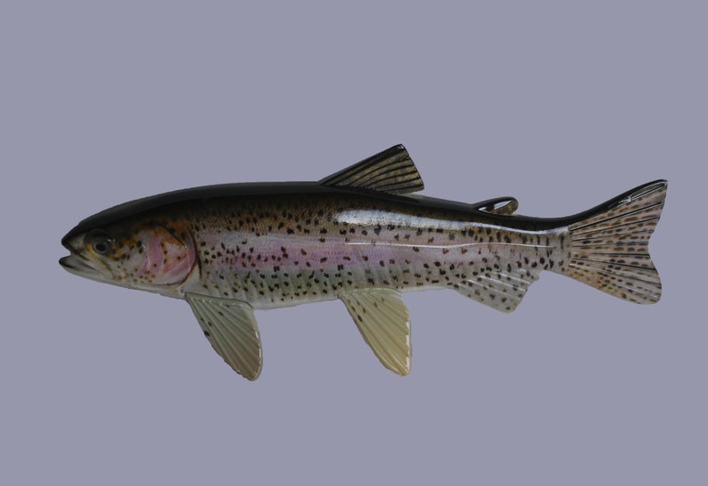 Realistic Rainbow Trout Replica - Etsy