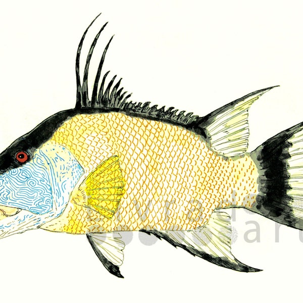 Hogfish - Etsy