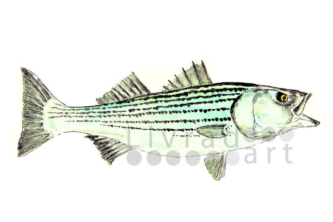 Striped Bass Watercolor & Ink Print - Etsy