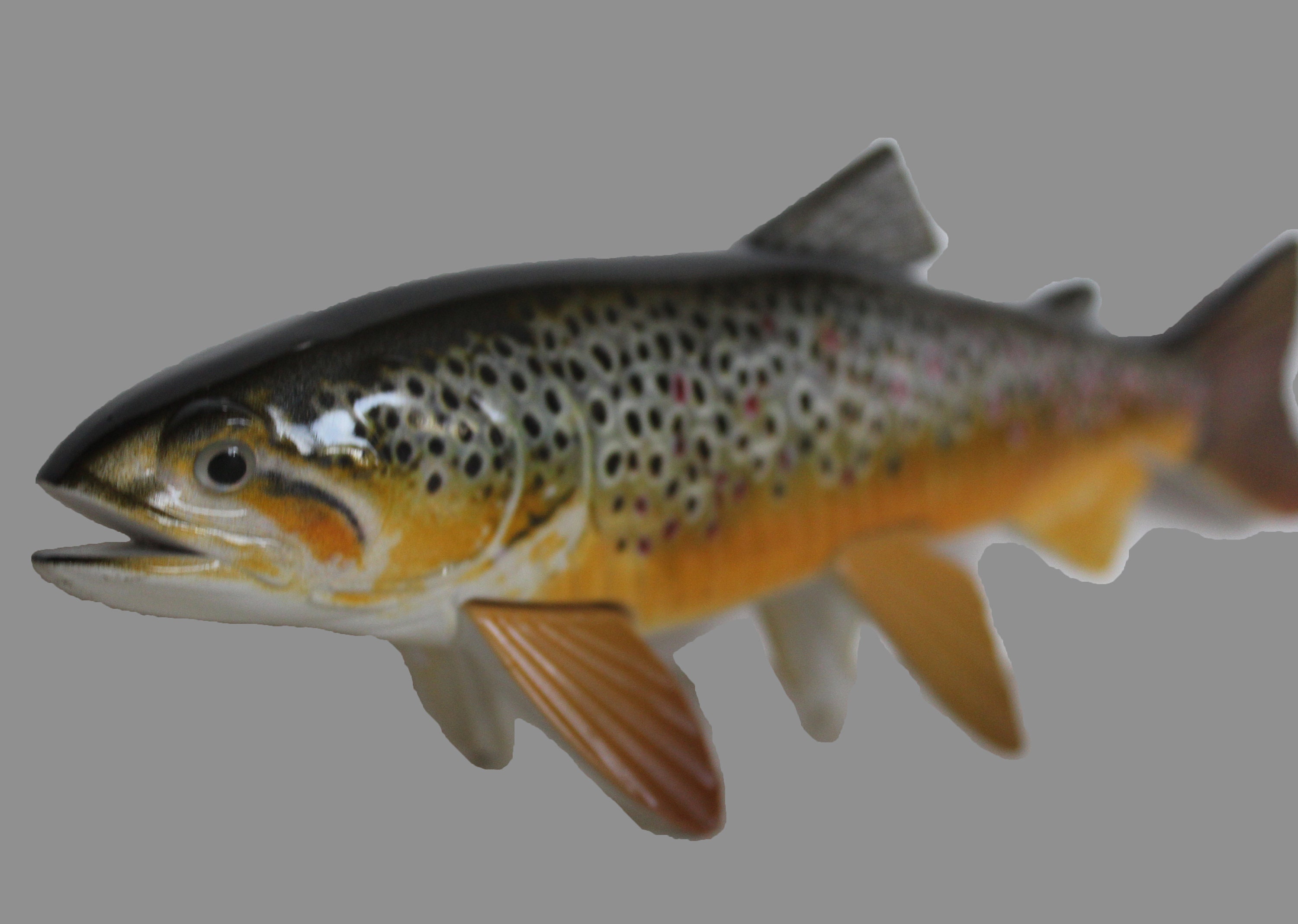 Realistic Brown Trout Replica - Etsy