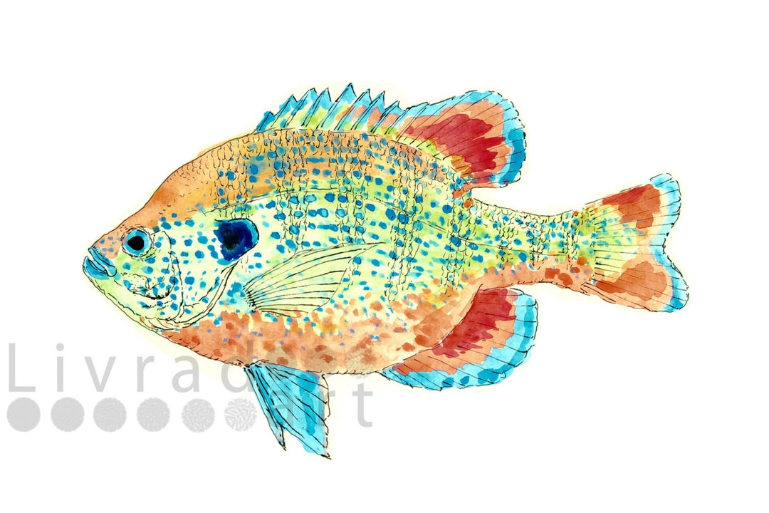 Bluegill Watercolor & Ink Print - Etsy