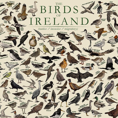 The Birds of Ireland Hand-illustrated / Irish Wildlife - Etsy