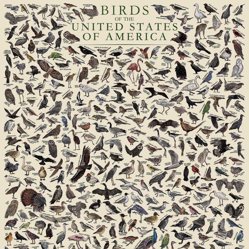 Bird Art Poster - Etsy