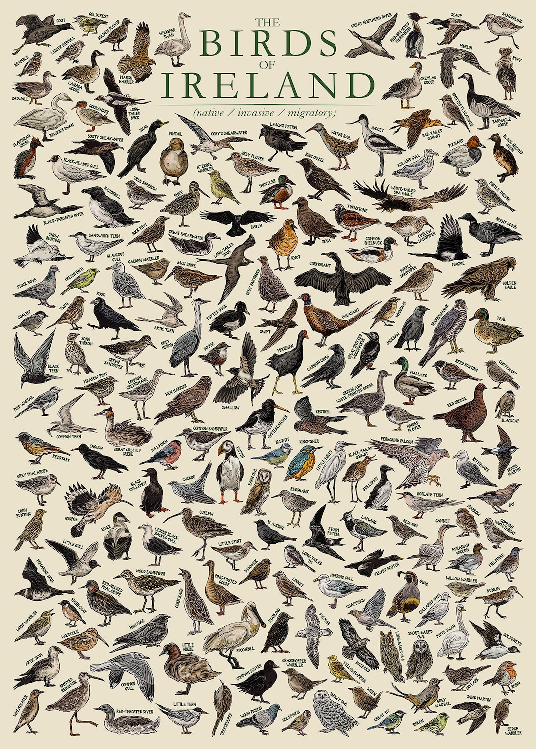 The Birds of Ireland - Hand-illustrated / Irish Wildlife Educational ...