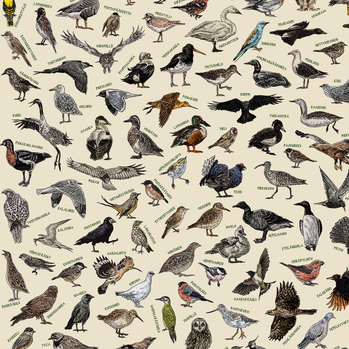 The Birds of Finland (suomen Linnut) - Hand-illustrated / Finish ...