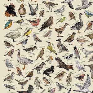 The Birds of Denmark (danmarks Fugle) - Hand-illustrated / Swedish ...