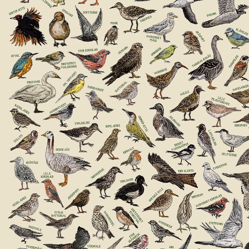 The Birds of Denmark danmarks Fugle Hand-illustrated / - Etsy