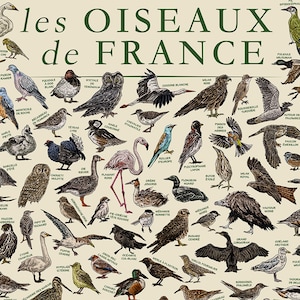The Birds of France / Les Oiseaux De France - Wildlife Educational ...