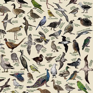 The Birds of New Zealand - Hand-illustrated / Kiwi Wildlife Educational ...