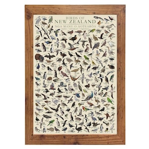 The Birds of New Zealand - Hand-illustrated / Kiwi Wildlife Educational ...