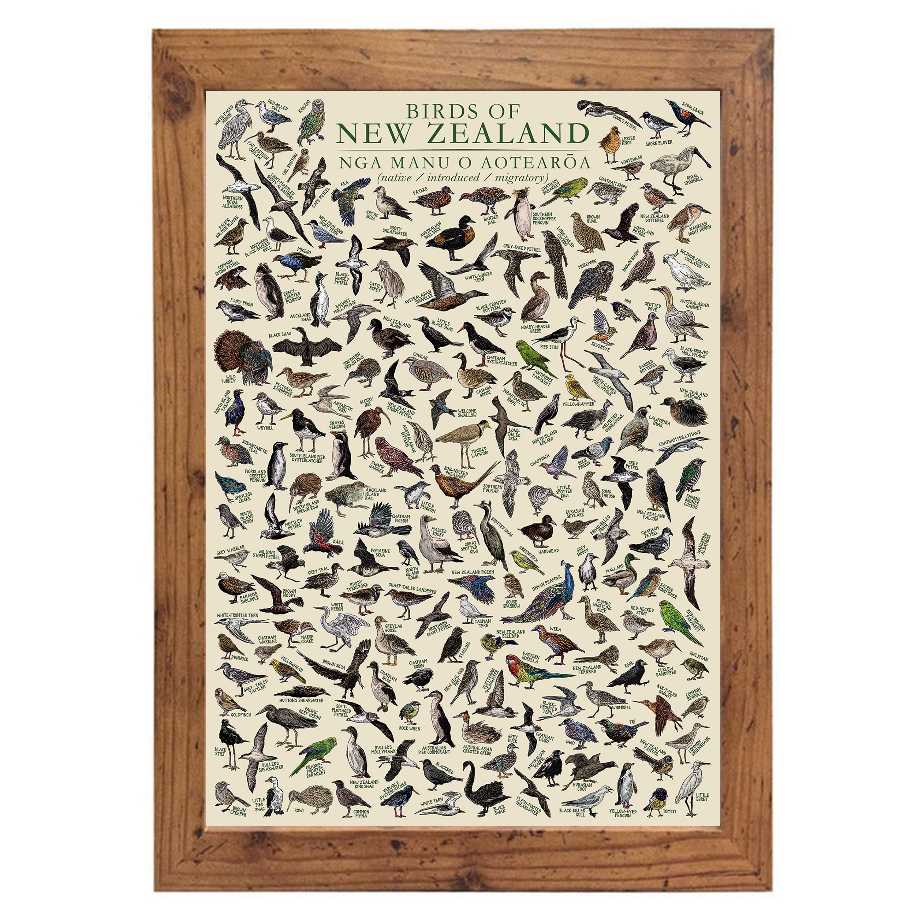 The Birds of New Zealand Hand-illustrated / Kiwi Wildlife | Etsy