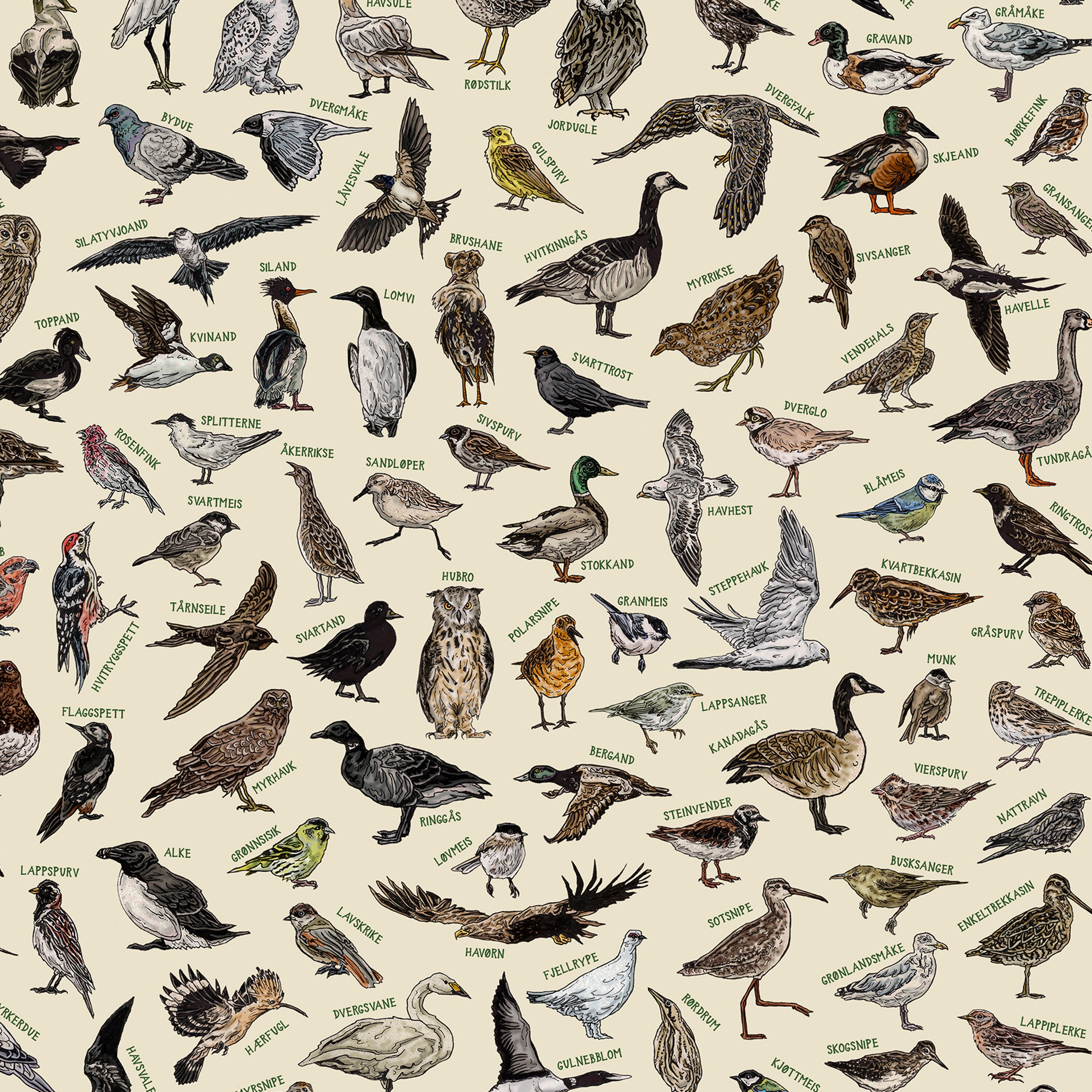 The Birds of Norway (norges Fugler) - Hand-illustrated / Norwegian ...