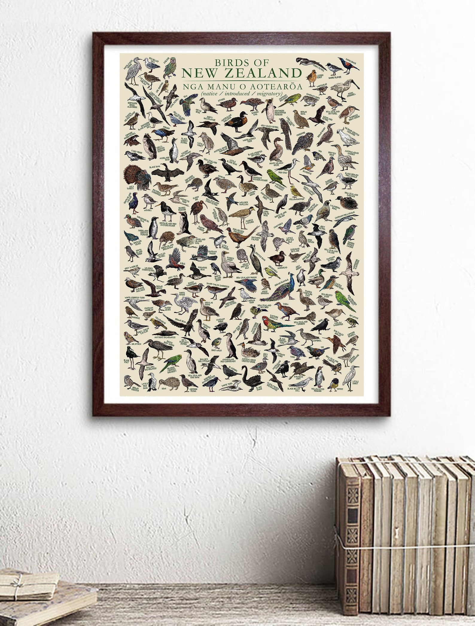 The Birds of New Zealand - Hand-illustrated / Kiwi Wildlife Educational ...