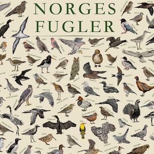 The Birds of Norway (norges Fugler) - Hand-illustrated / Norwegian ...
