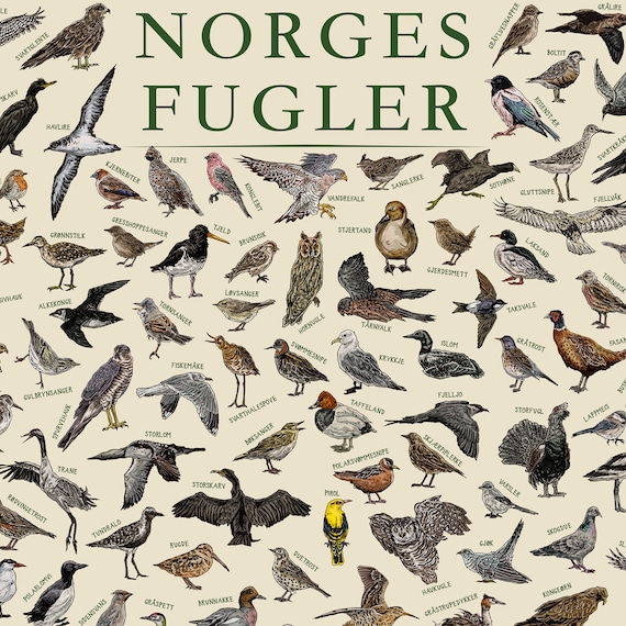 Tegneseriebilder Av Fugler