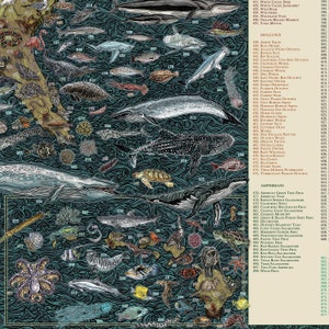 The Wildlife of USA Map - Hand-illustrated Educational Poster Art Print ...