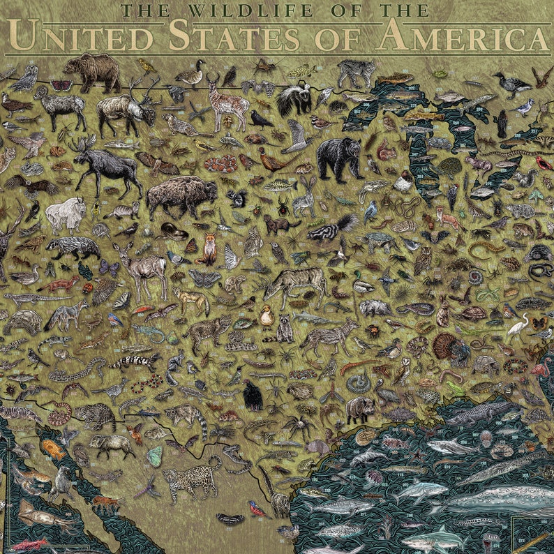 The Wildlife of USA Map Hand-illustrated Educational Poster - Etsy