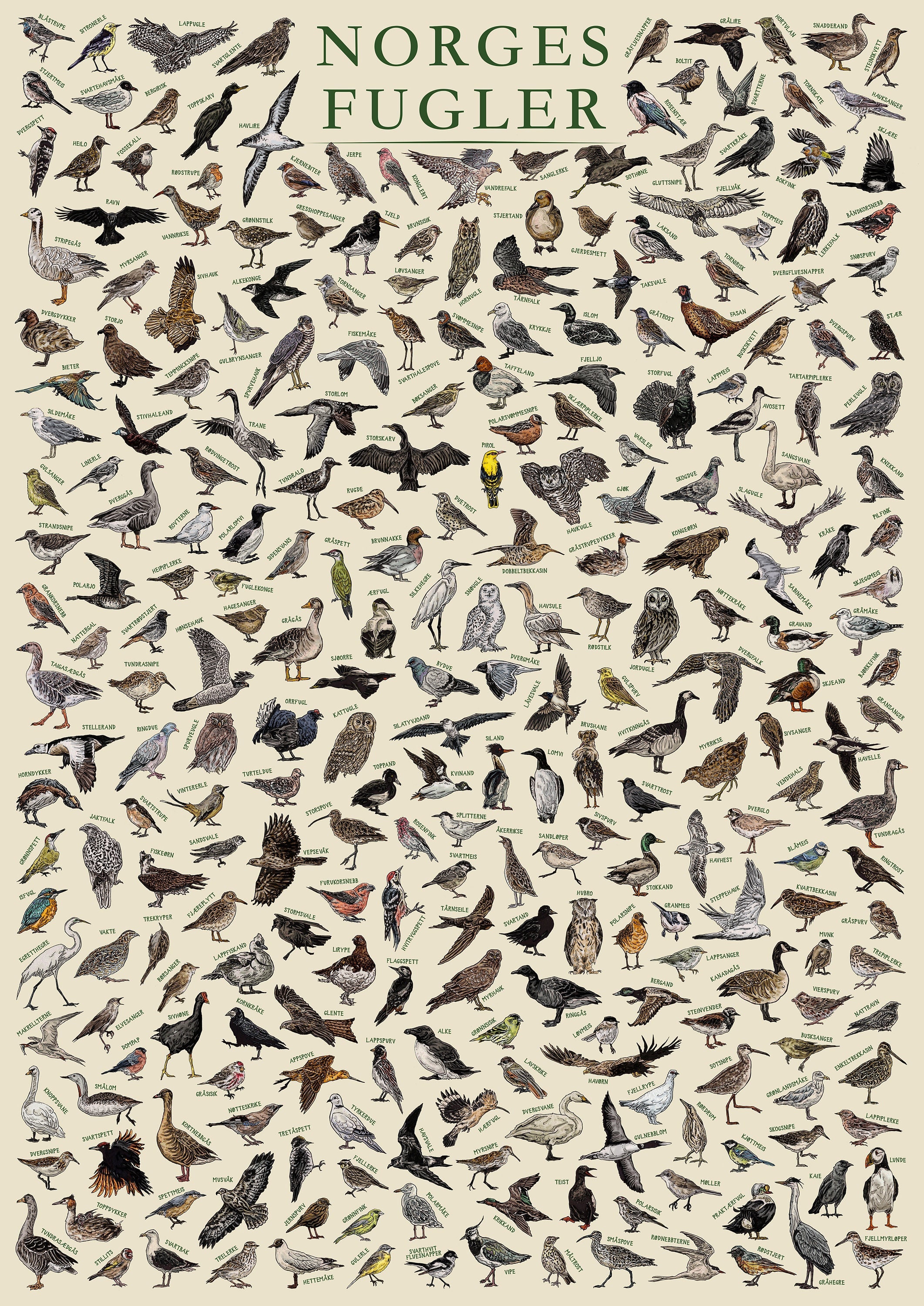 The Birds of Norway (norges Fugler) - Hand-illustrated / Norwegian ...
