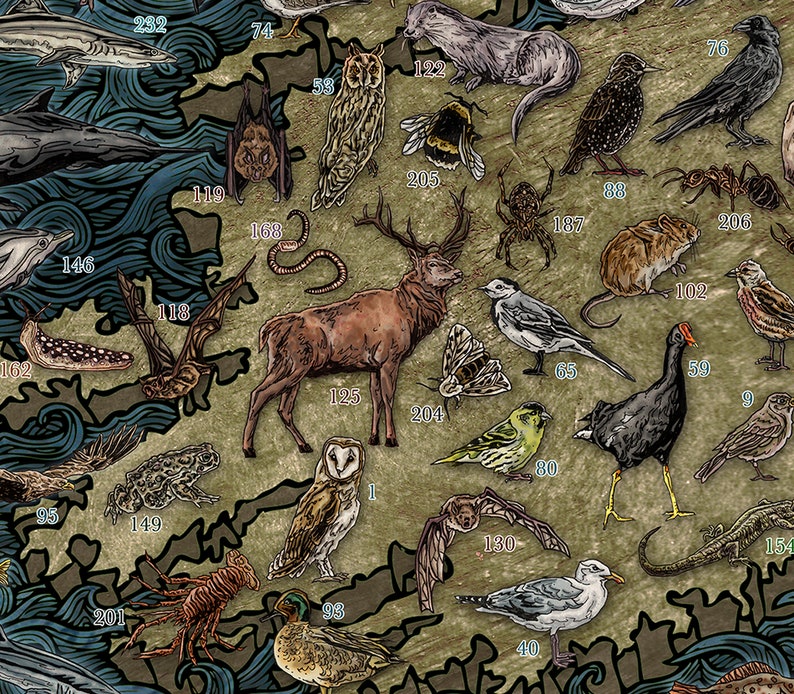 Wildlife of Ireland Map / Hand-illustrated Educational Poster - Etsy