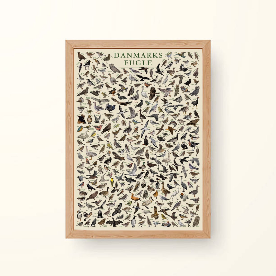 The Birds of Denmark (danmarks Fugle) - Hand-illustrated / Swedish ...