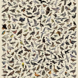 The Birds of Denmark (danmarks Fugle) - Hand-illustrated / Swedish ...