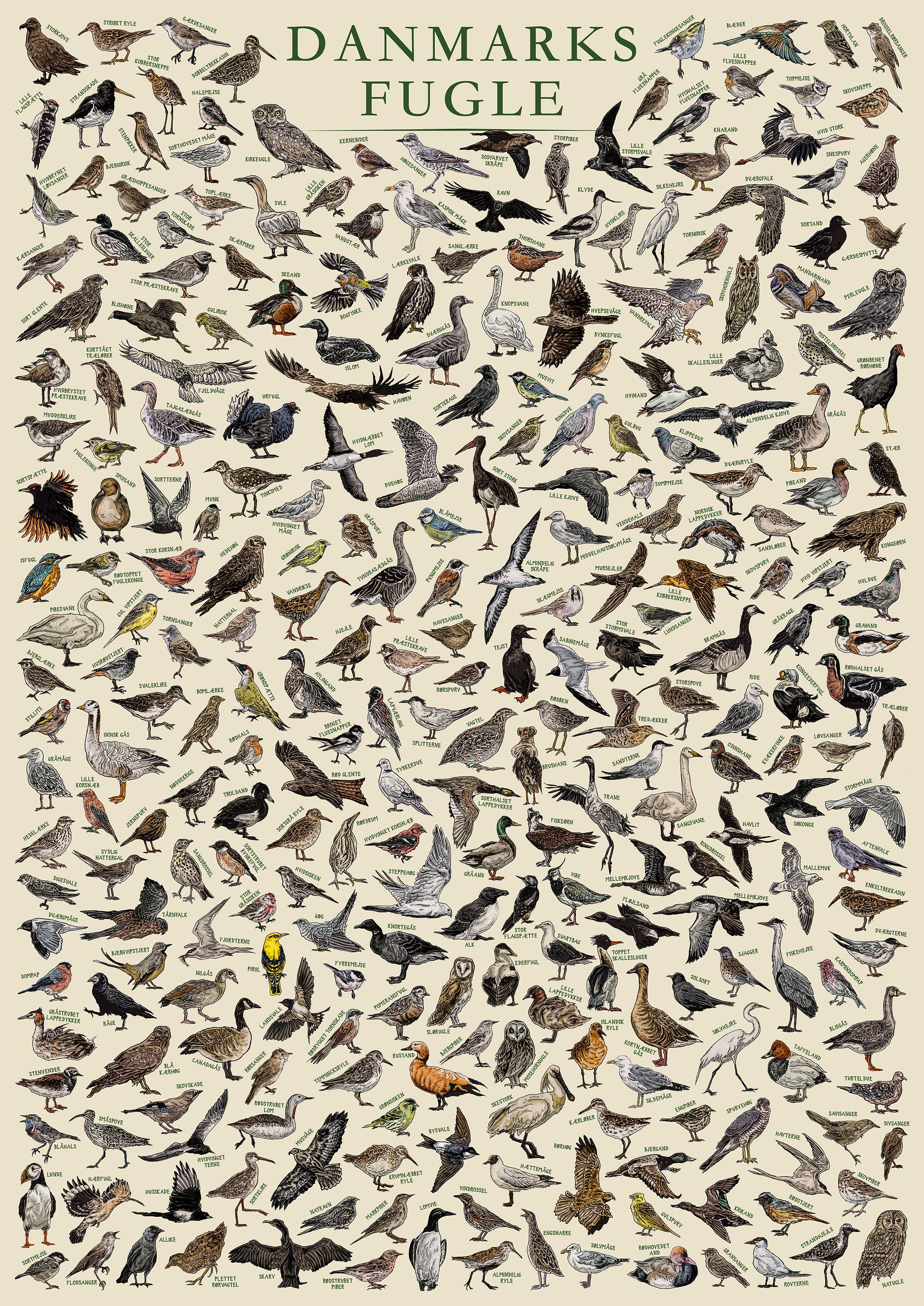 The Birds of Denmark (danmarks Fugle) - Hand-illustrated / Swedish ...