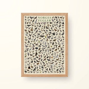 The Birds of Norway (norges Fugler) - Hand-illustrated / Norwegian ...