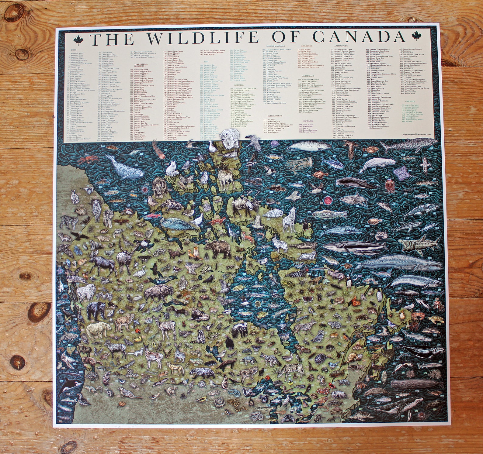 Wildlife of Canada Map Hand-illustrated Educational Poster | Etsy