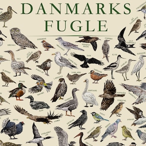 The Birds of Denmark (danmarks Fugle) - Hand-illustrated / Swedish Wildlife Educational Poster ...