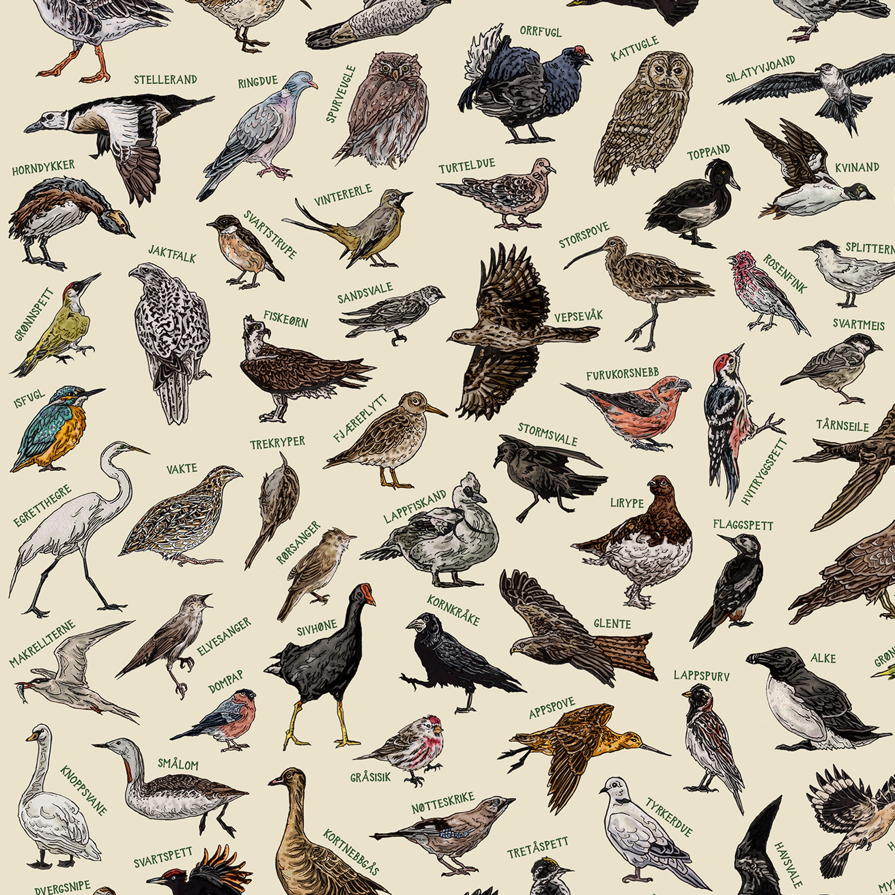 The Birds of Norway (norges Fugler) - Hand-illustrated / Norwegian ...