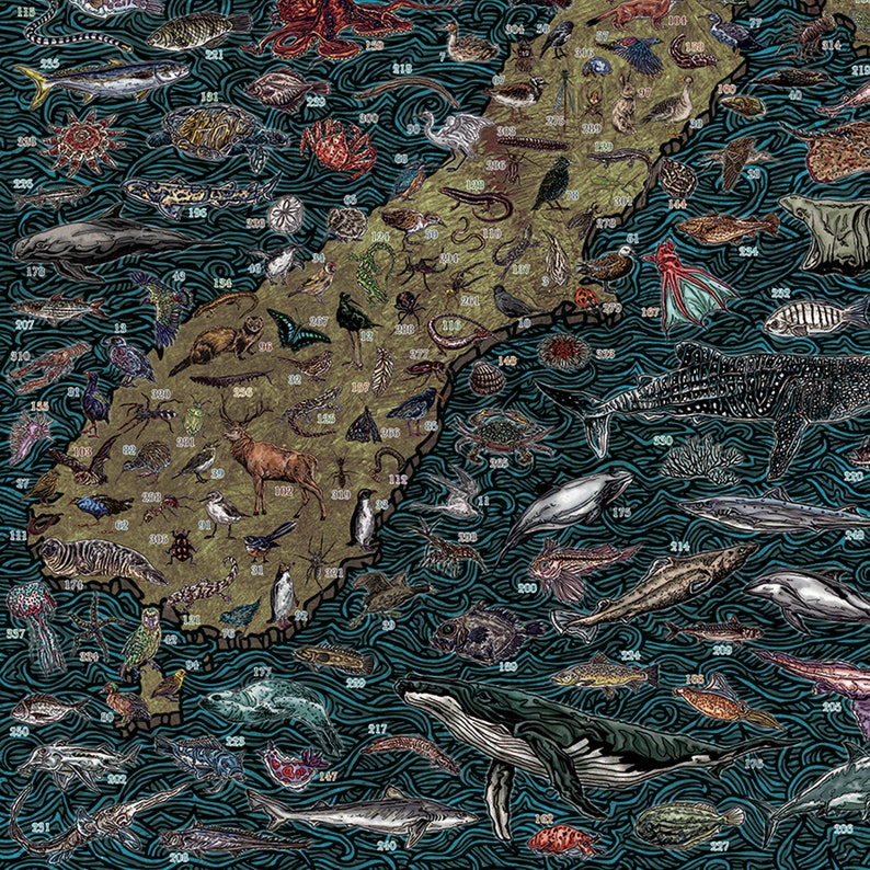 Wildlife of New Zealand Map / Hand-illustrated Educational Poster / Map ...