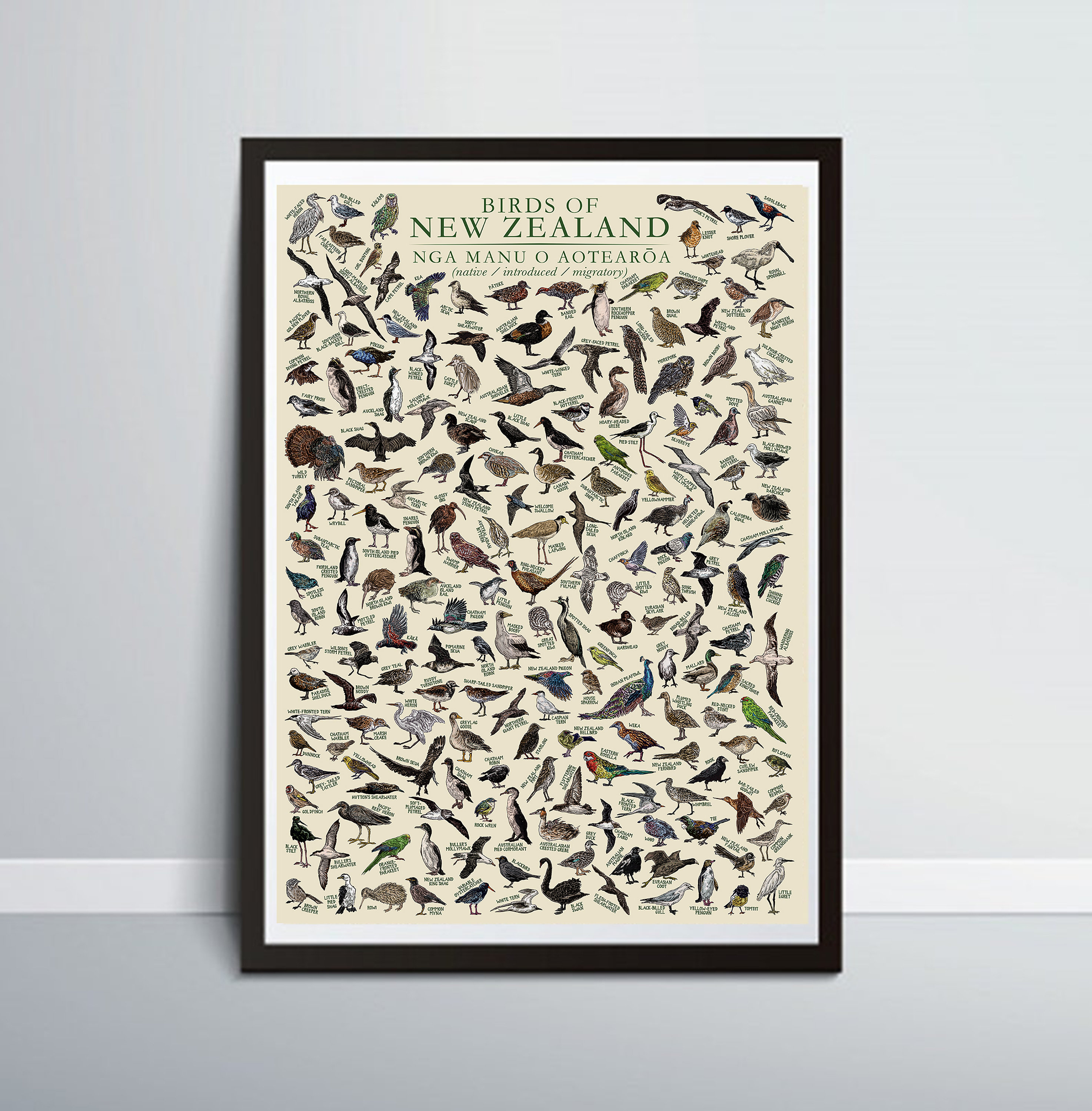 The Birds of New Zealand Hand-illustrated / Kiwi Wildlife | Etsy